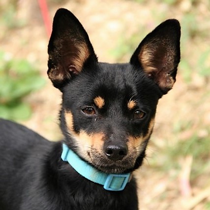 Koirat | Espanjan Katukoirat ry